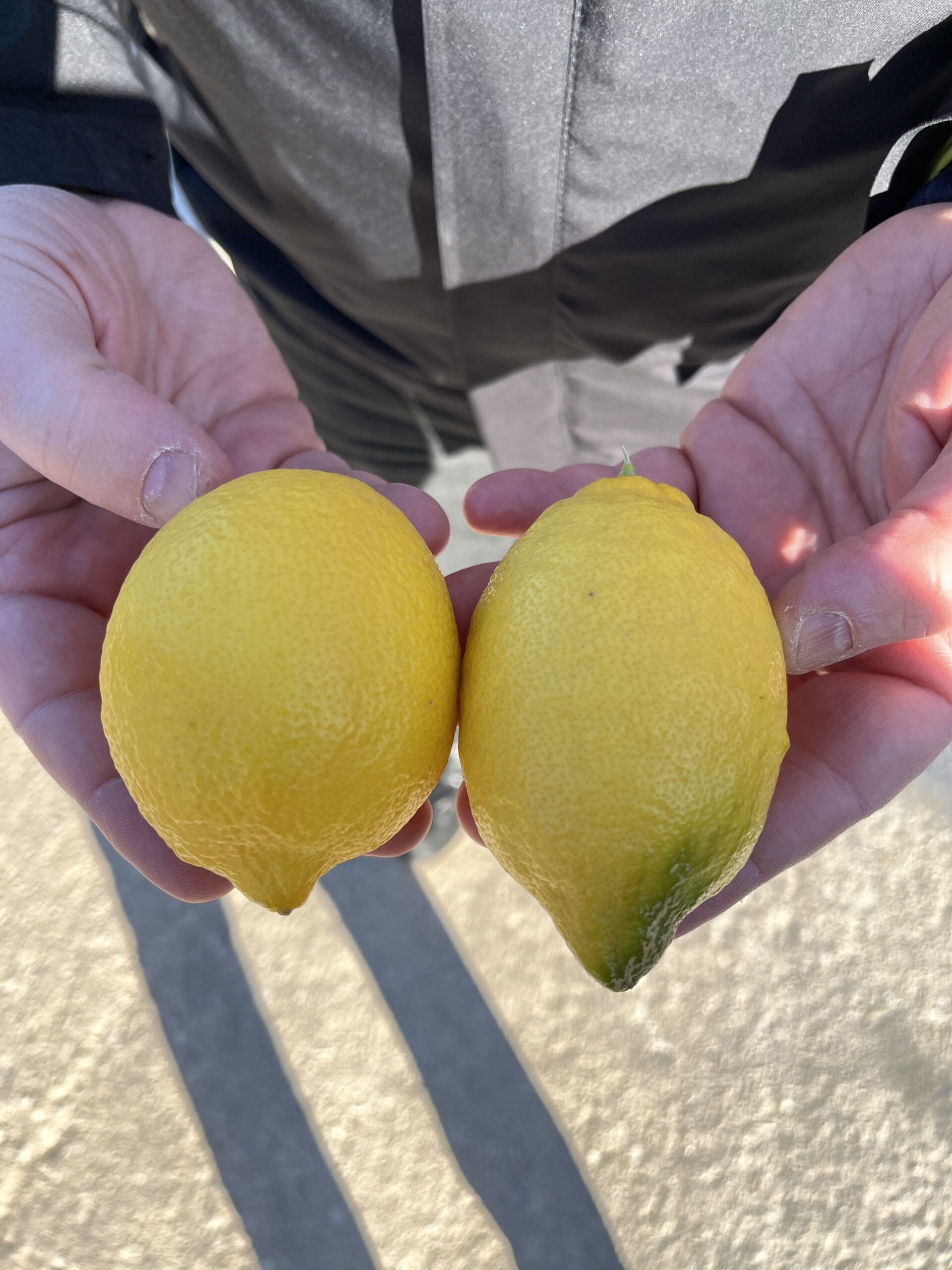 The Future of Spanish Lemon Production : Berjé Inc